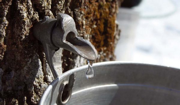 Tapping Water from Trees - Hack Outdoors